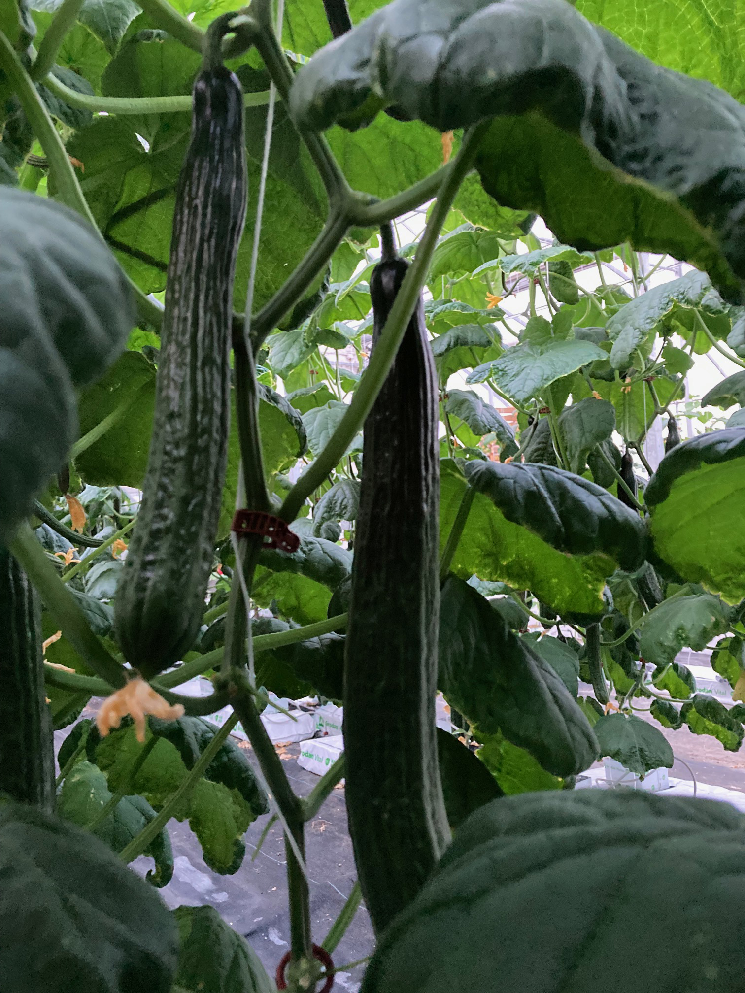 Visit a Farm - Saskatchewan Open Farm Days