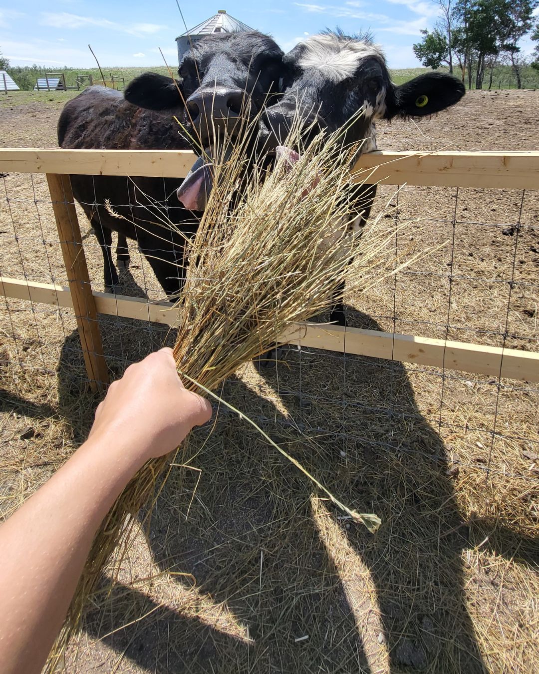 Wander's Tiny Farm - Saskatchewan Open Farm Days